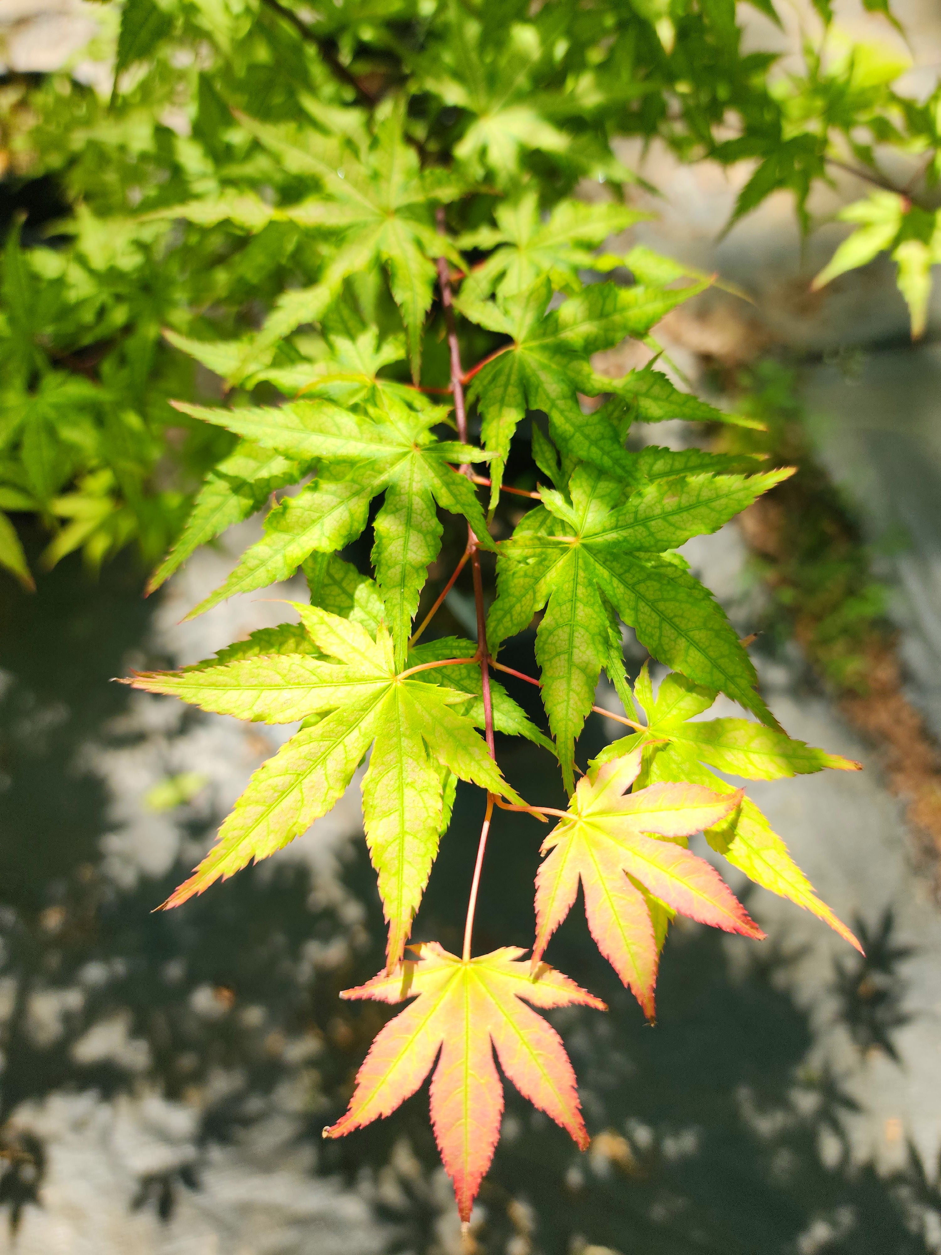 Acer palmatum 'Ghost Dancer' | Grateful Maple