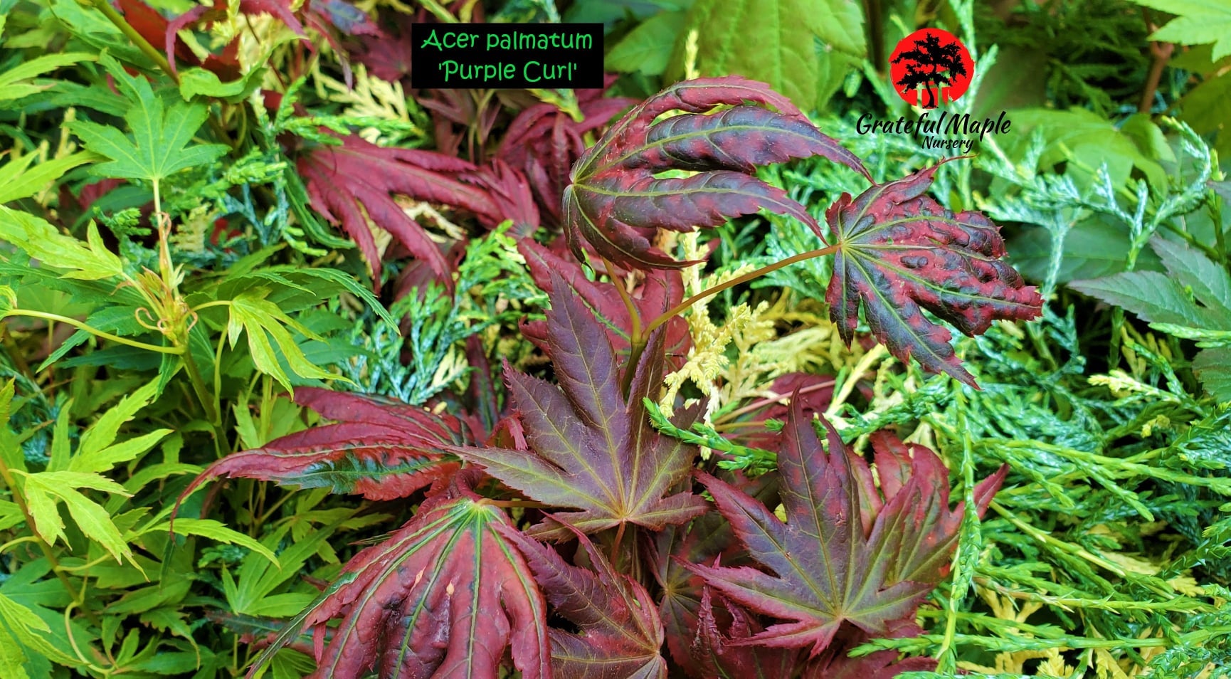 Acer palmatum 'Purple Curl' | Grateful Maple