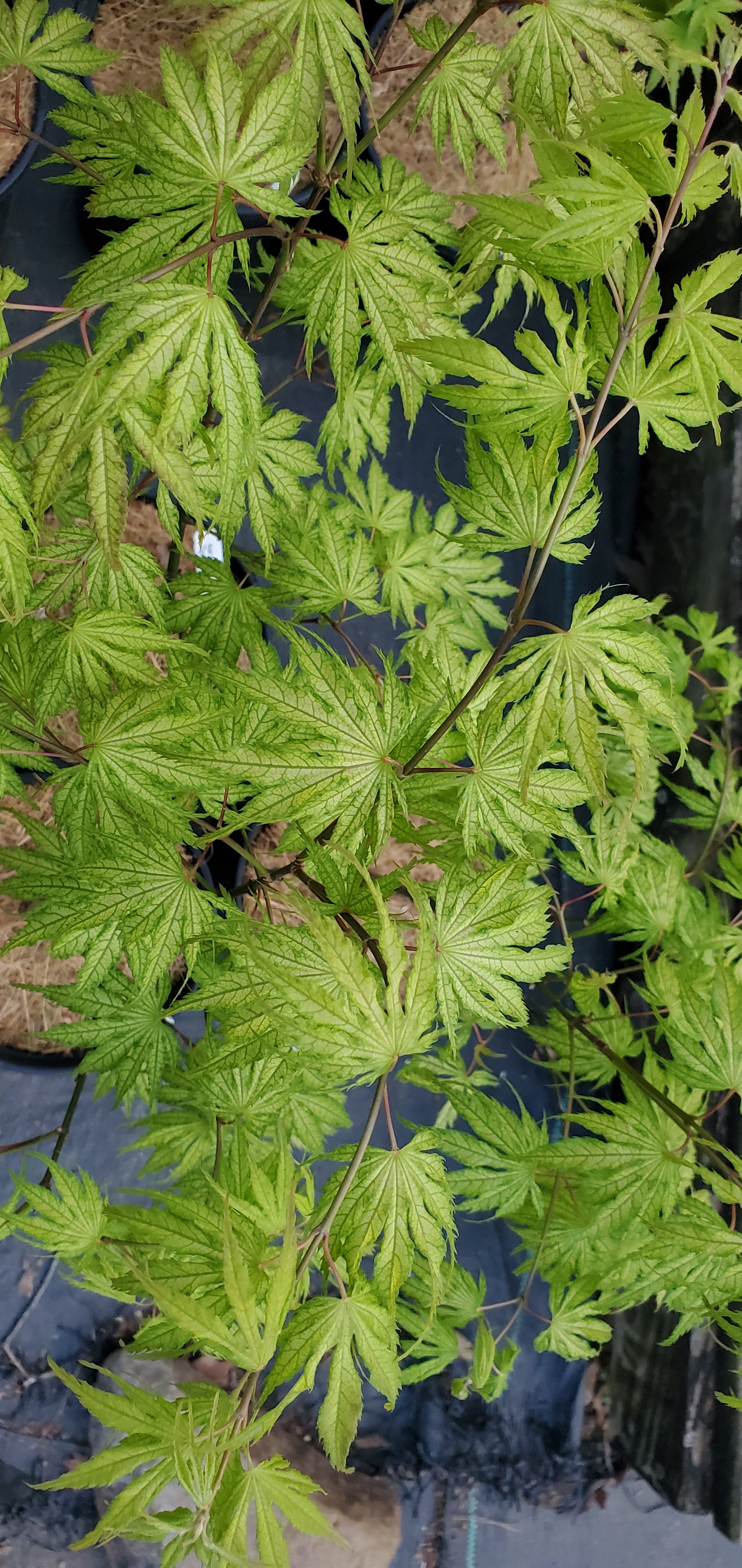 Acer palmatum 'Tiger Rose' | Grateful Maple