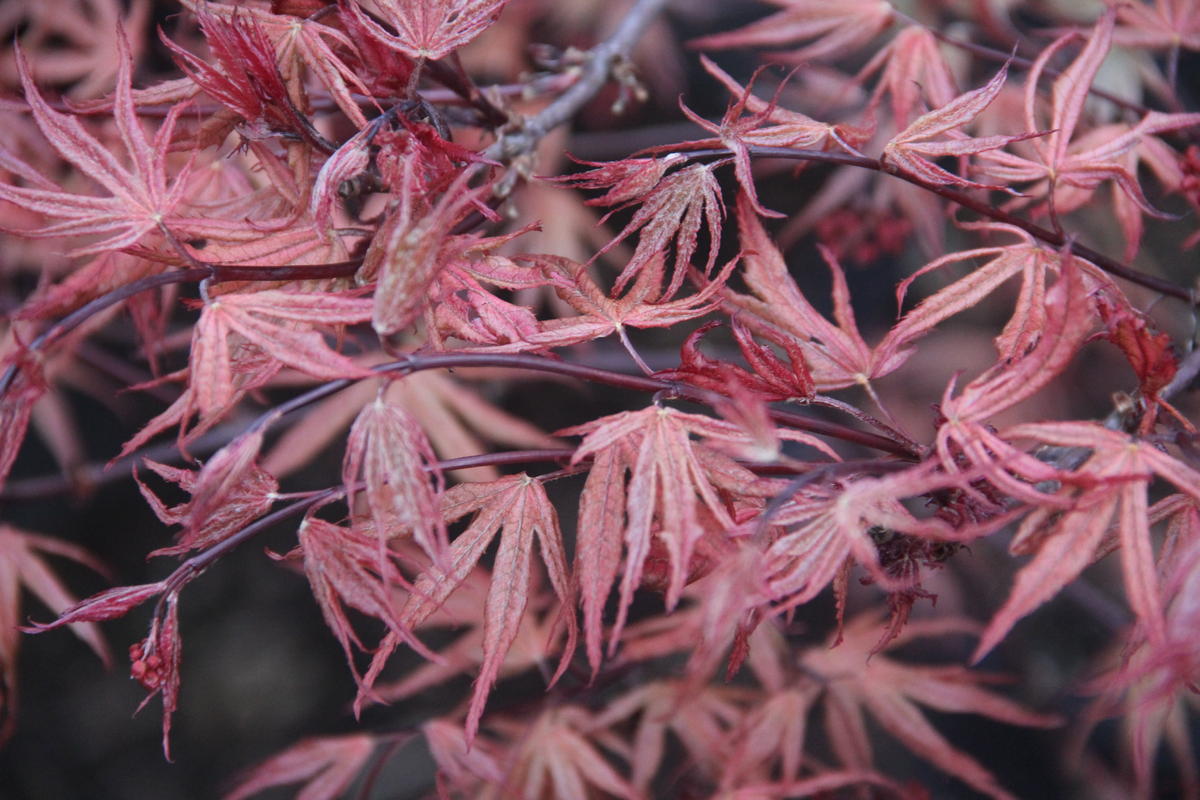 Acer palmatum 'Uncle Ghost' | Grateful Maple